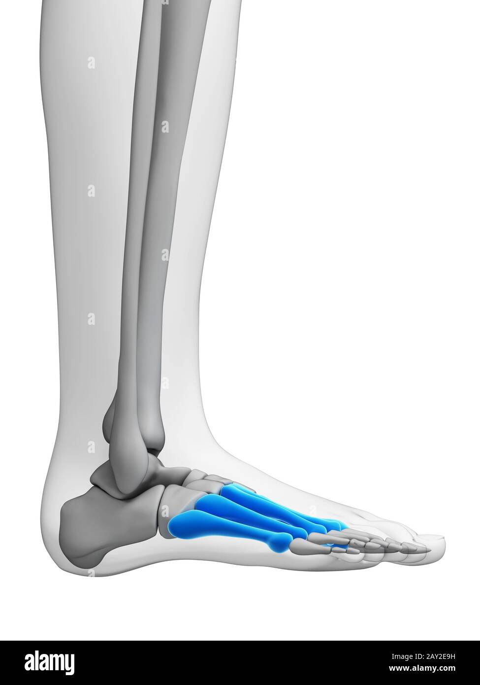 Metatarsal anatomy hi-res stock photography and images - Alamy