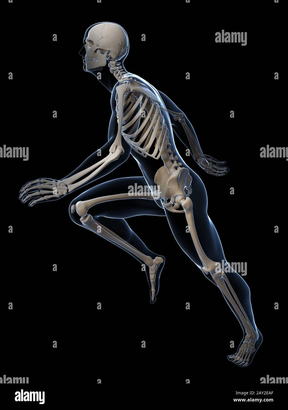 3d rendered illustration - runner anatomy Stock Photo - Alamy