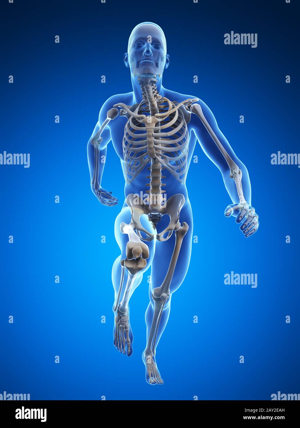 3d rendered illustration - runner anatomy Stock Photo - Alamy