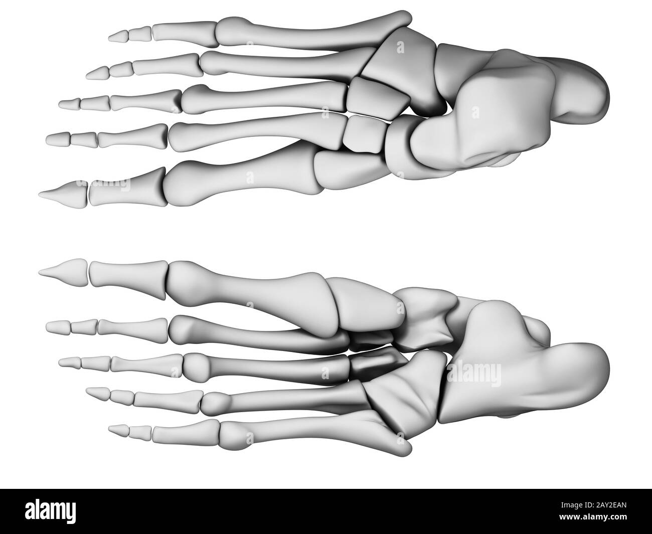 3d rendered illustration - foot anatomy Stock Photo - Alamy