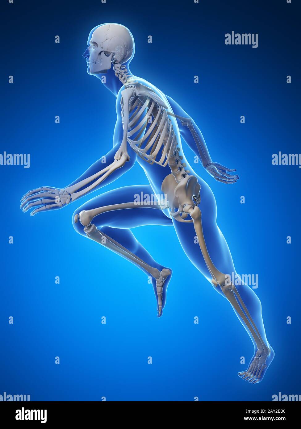 3d rendered illustration - runner anatomy Stock Photo - Alamy