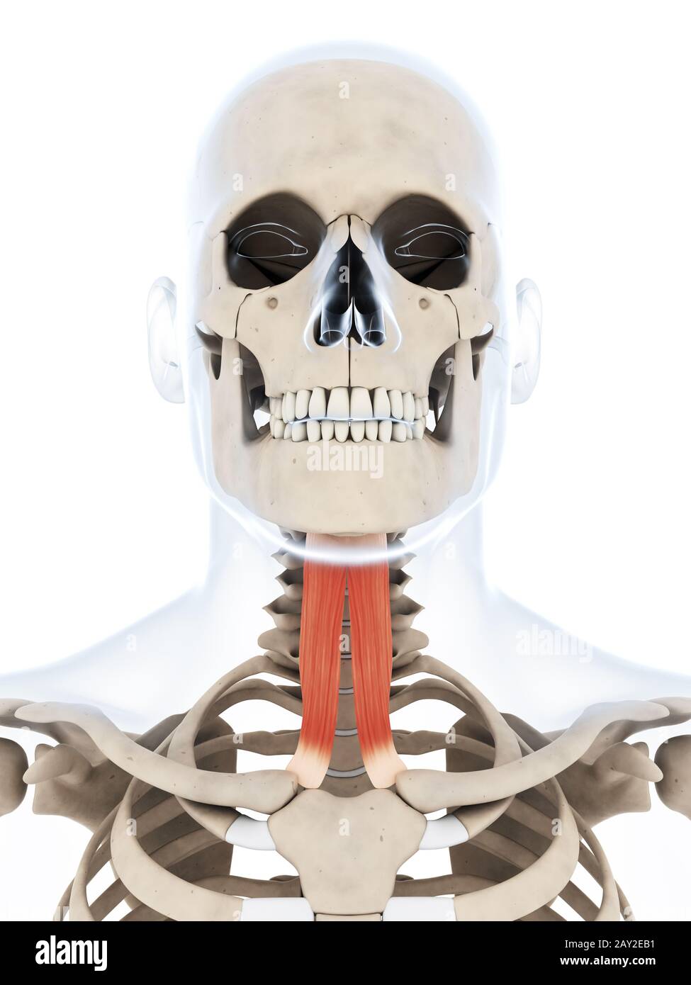 Sternohyoid High Resolution Stock Photography and Images - Alamy