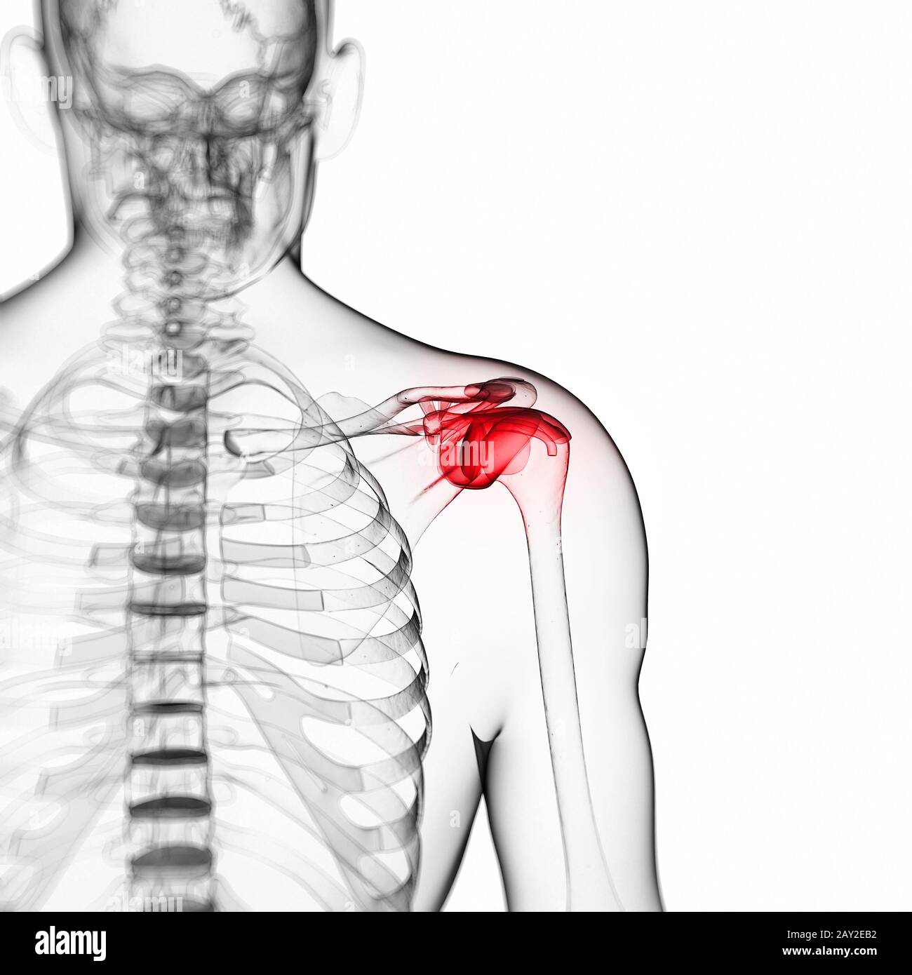 Rotator cuff anatomy hi-res stock photography and images - Alamy