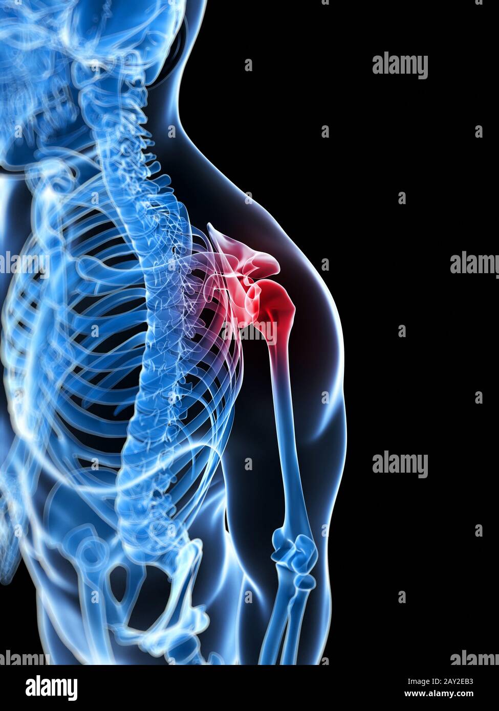 Rotator cuff anatomy hi-res stock photography and images - Alamy