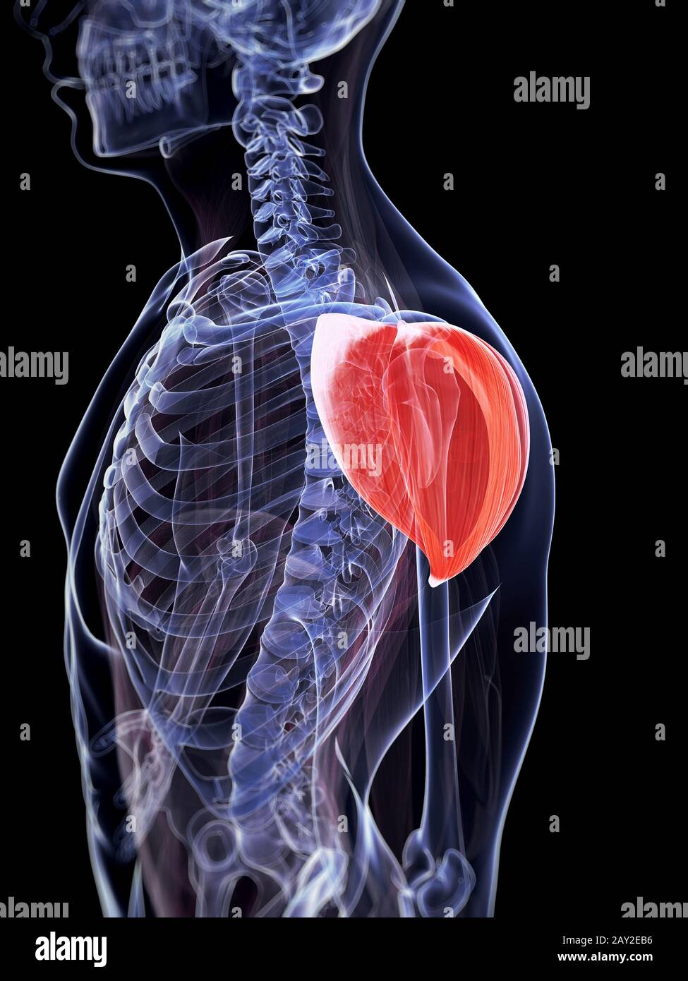 Shoulder muscle hi-res stock photography and images - Alamy