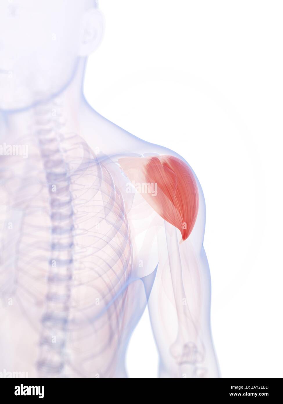 Shoulder anatomy muscle hi-res stock photography and images - Alamy