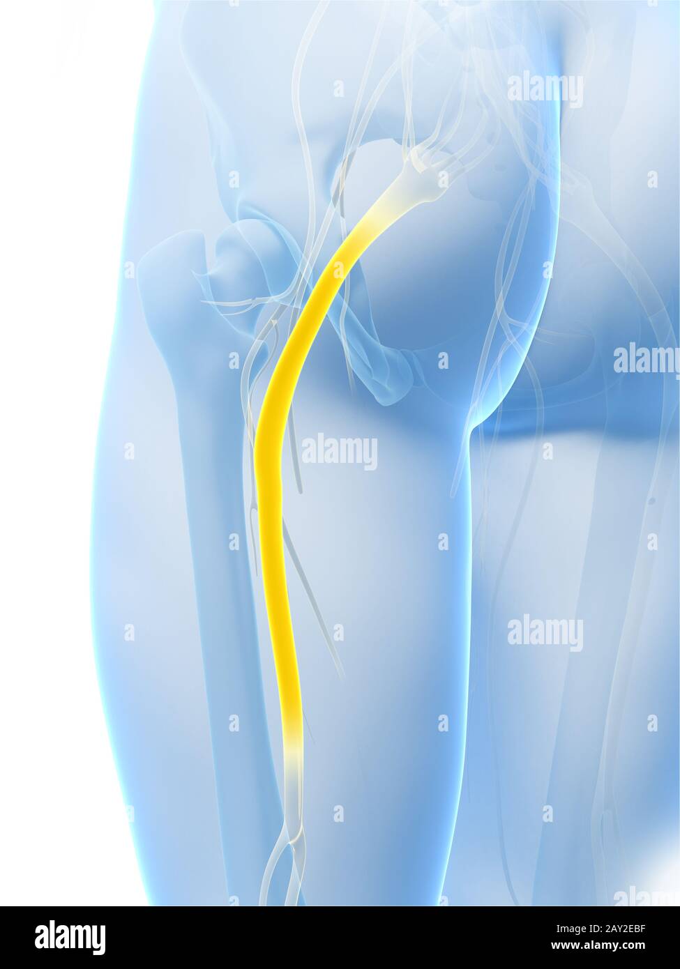 Sciatic nerve pain hi-res stock photography and images - Alamy