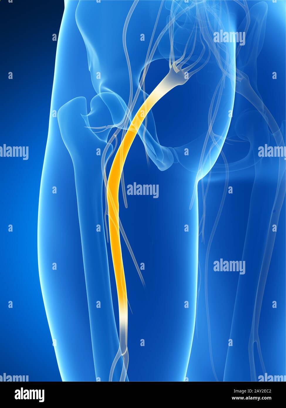 3d rendered illustration of the sciatic nerve Stock Photo - Alamy
