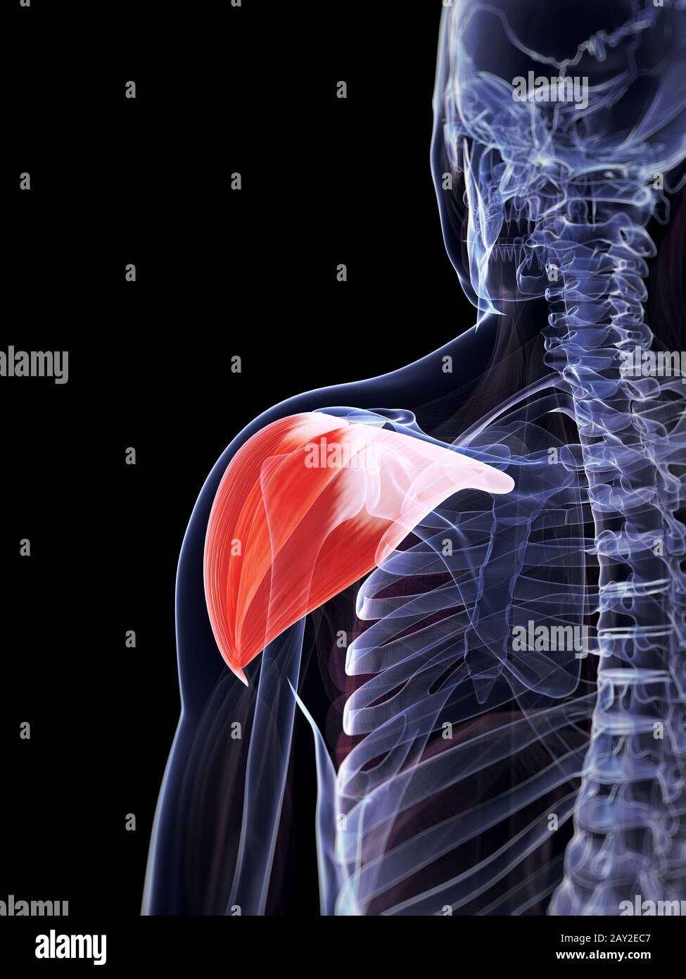 3d rendered illustration of the shoulder muscle Stock Photo - Alamy