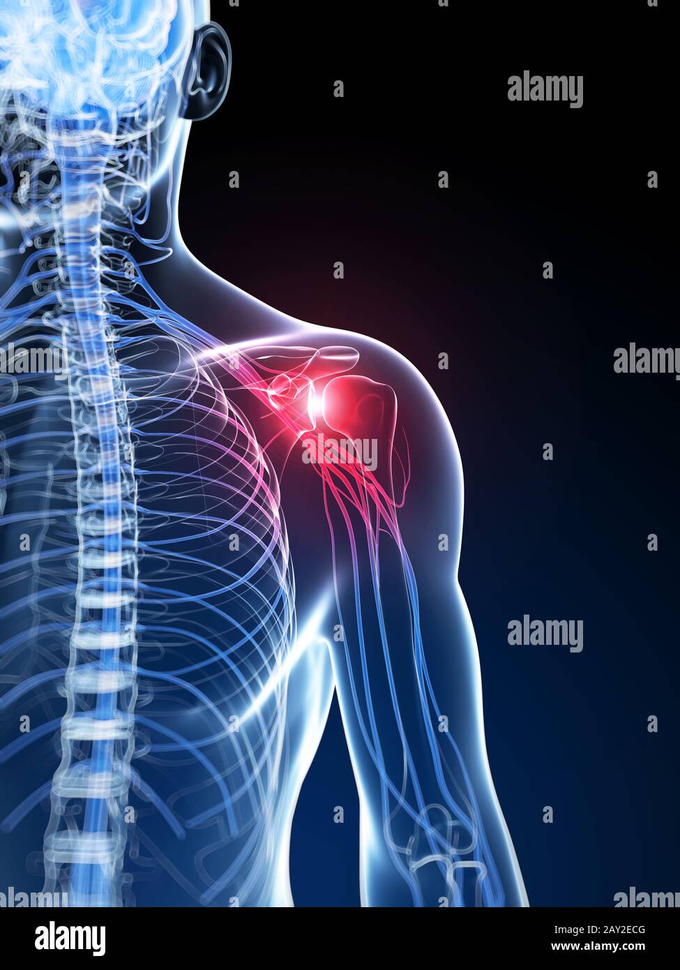 Rotator cuff anatomy hi-res stock photography and images - Alamy