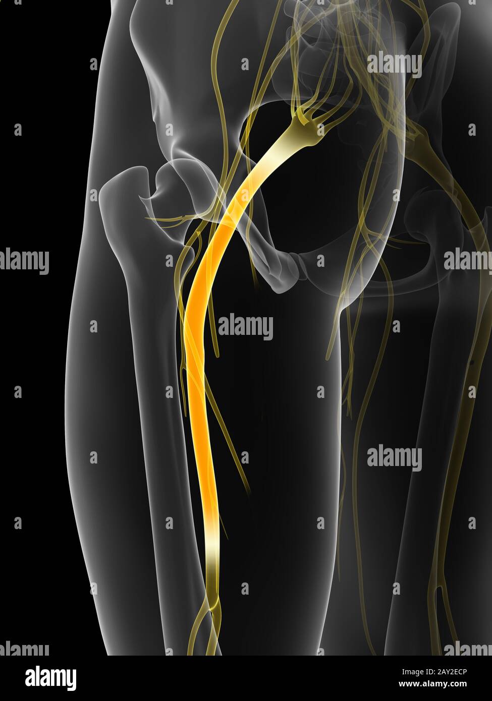 Sciatic nerve hi-res stock photography and images - Alamy