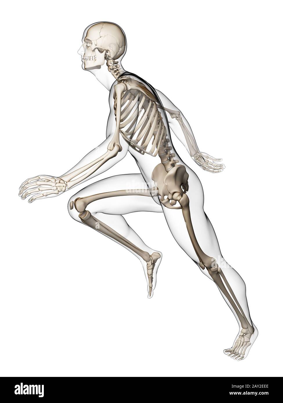 3d rendered illustration - runner anatomy Stock Photo - Alamy