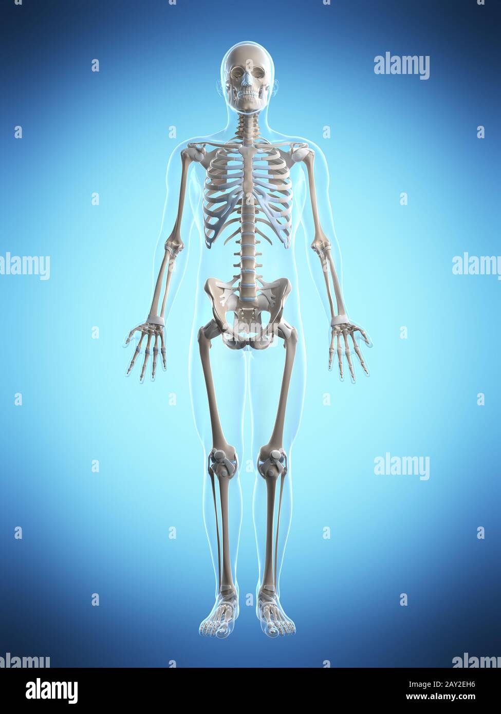 Male skeleton hi-res stock photography and images - Alamy