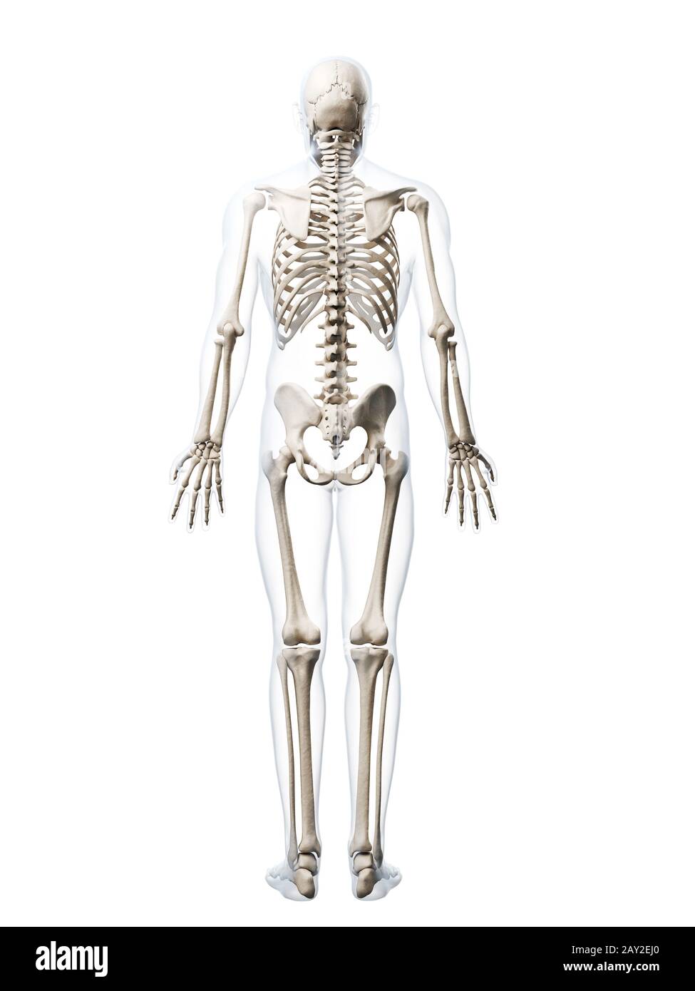3d rendered illustration of the human skeleton Stock Photo - Alamy