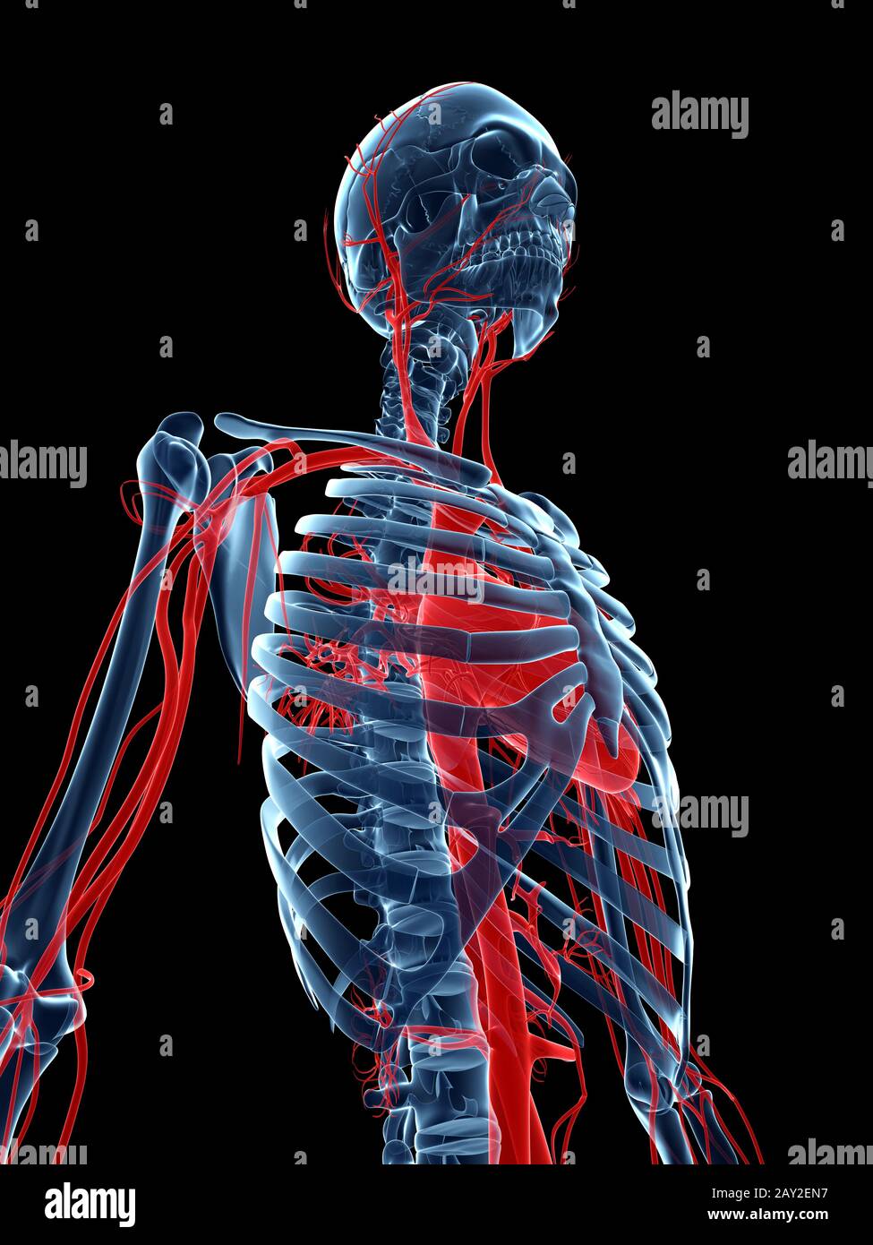 3d rendered medical illustration - vascular system Stock Photo - Alamy