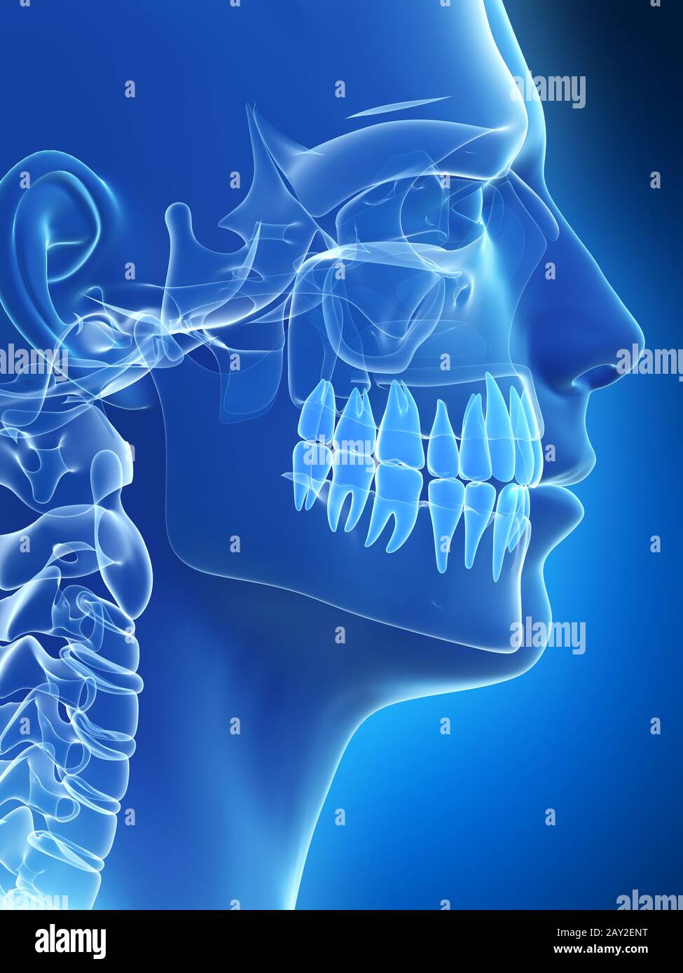 3d rendered illustration of the skull Stock Photo - Alamy