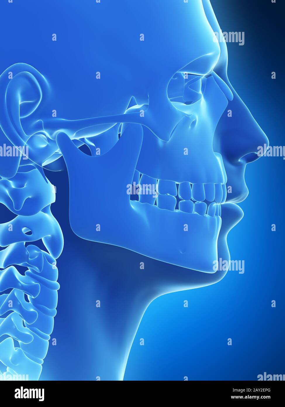 3d rendered illustration of the skull Stock Photo - Alamy