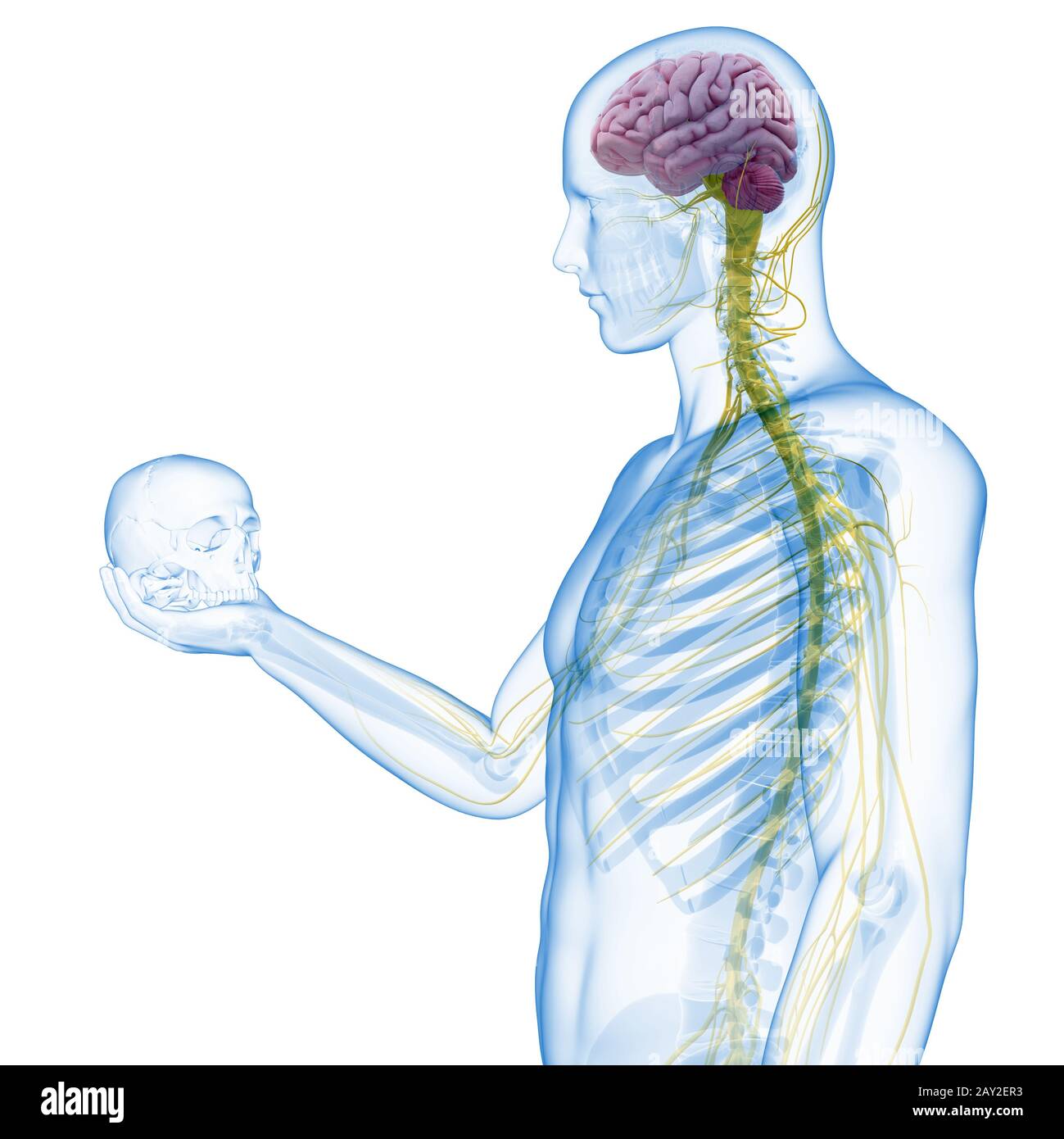 Nerves arm hi-res stock photography and images - Alamy