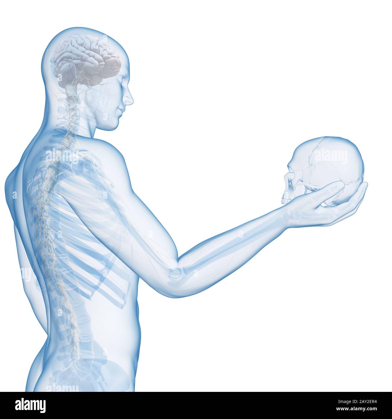 guy holding skull - visible skeleton Stock Photo - Alamy