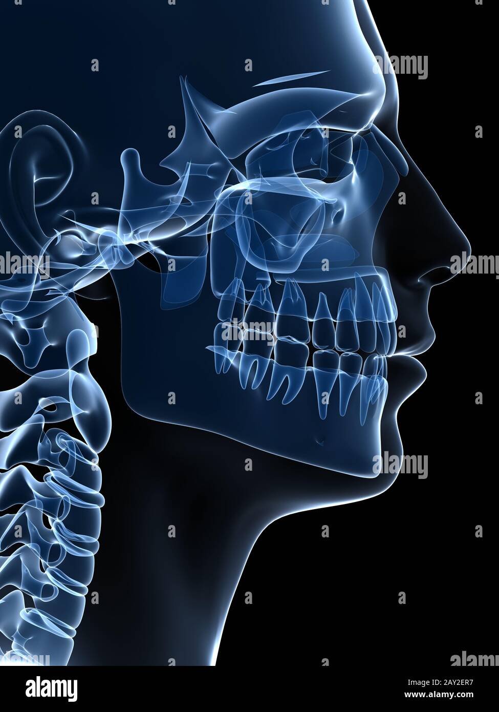 3d rendered illustration of the skull Stock Photo - Alamy