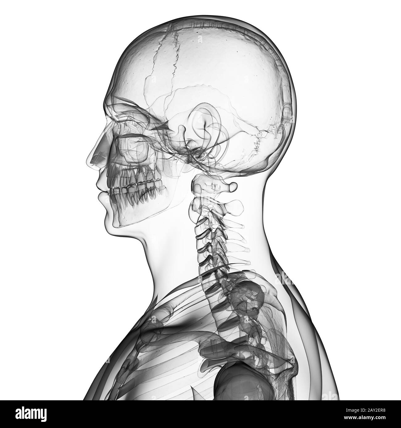 3d rendered illustration of the skull Stock Photo - Alamy