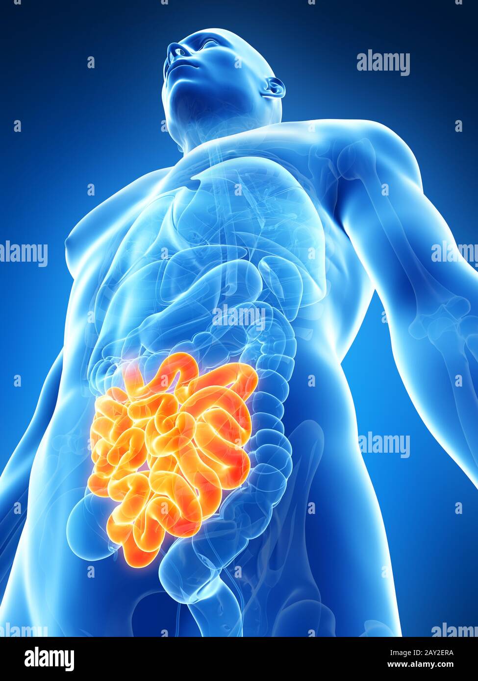 3d rendered illustration of the male small intestine Stock Photo - Alamy