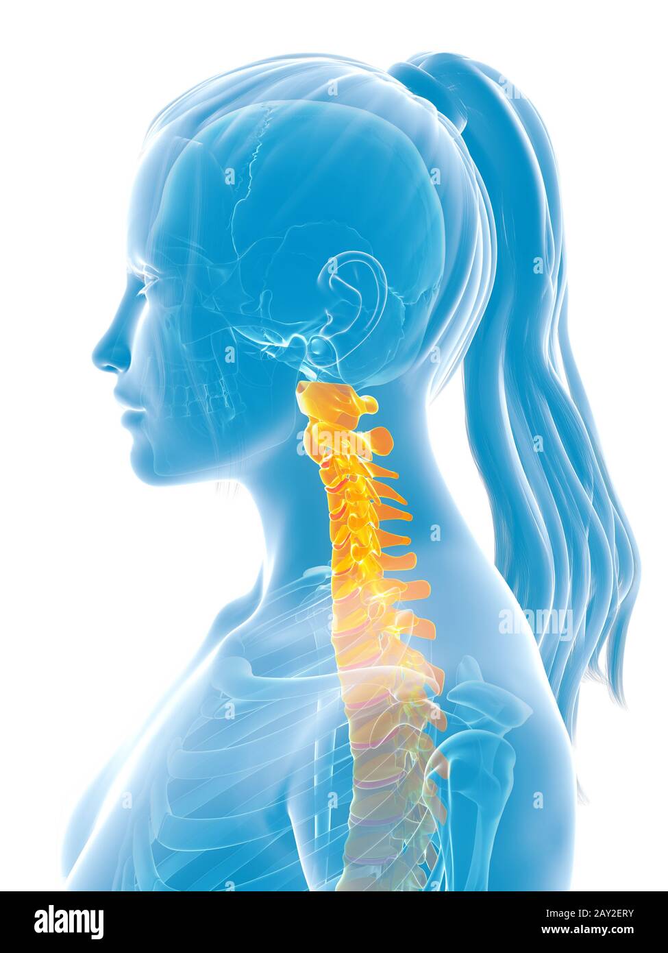 Painful spine hi-res stock photography and images - Alamy