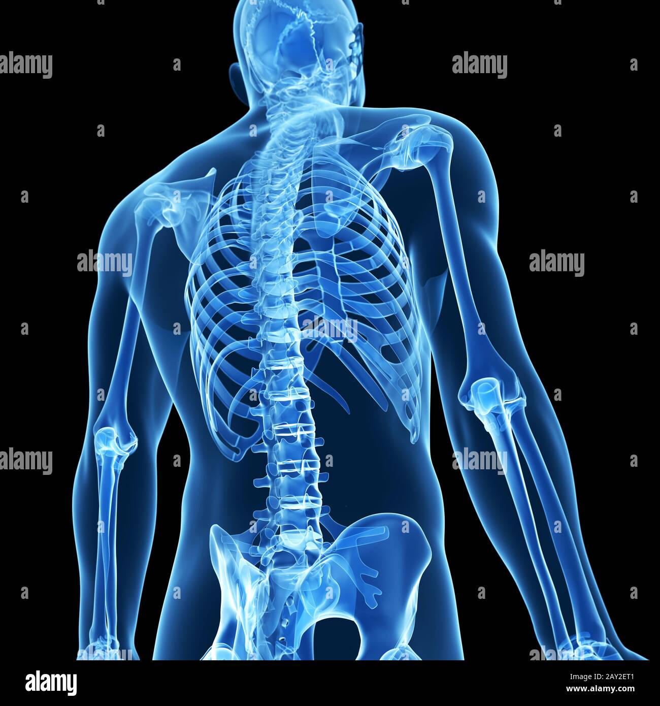 Skeleton x ray healthy hi-res stock photography and images - Alamy