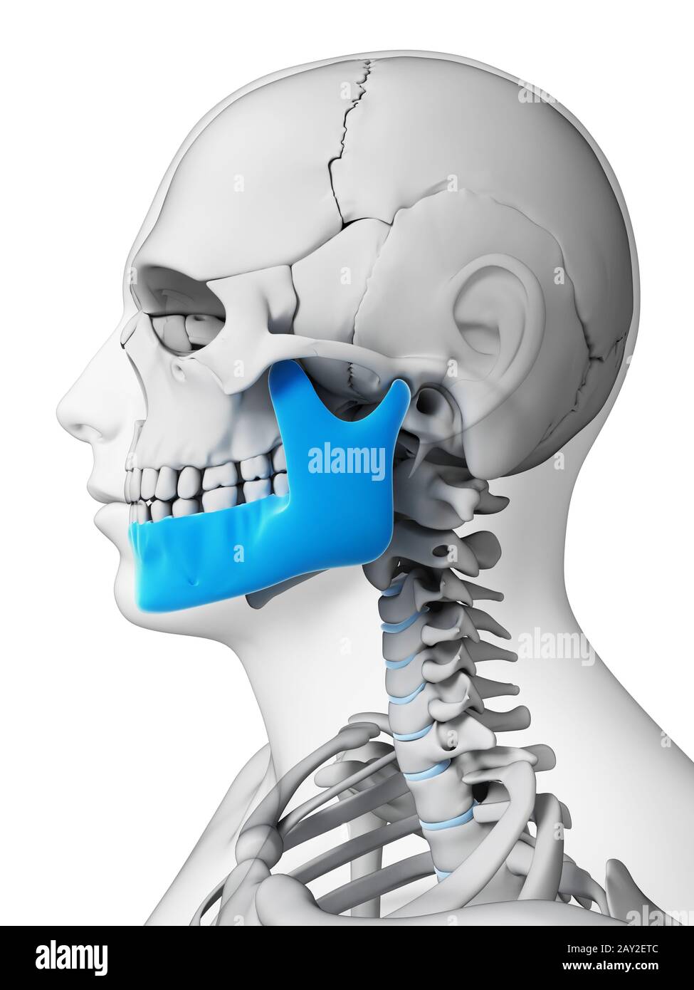 3d rendered illustration - jaw bone Stock Photo - Alamy
