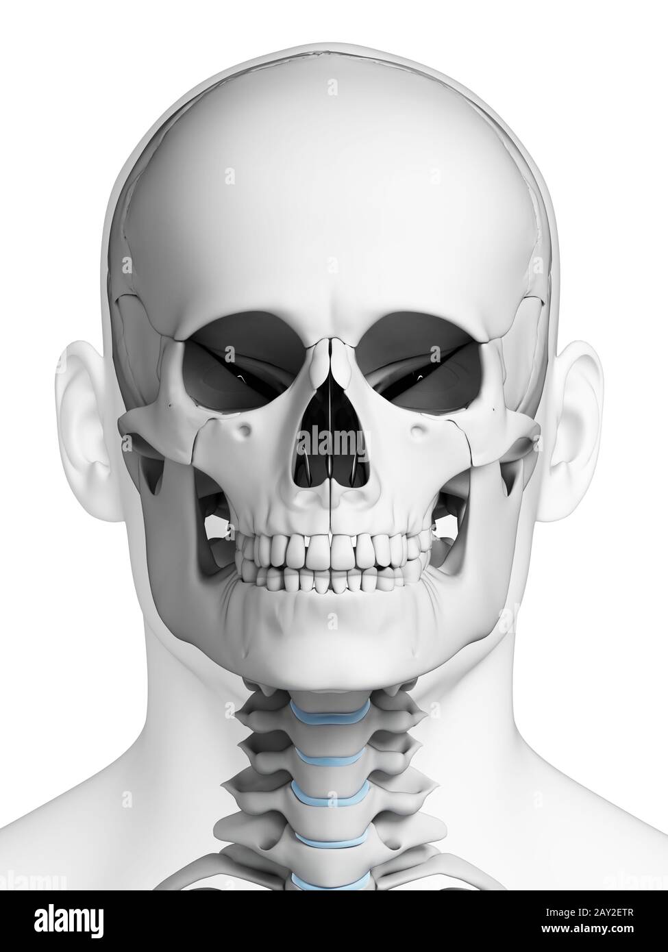 3d rendered illustration - human skull anatomy Stock Photo - Alamy