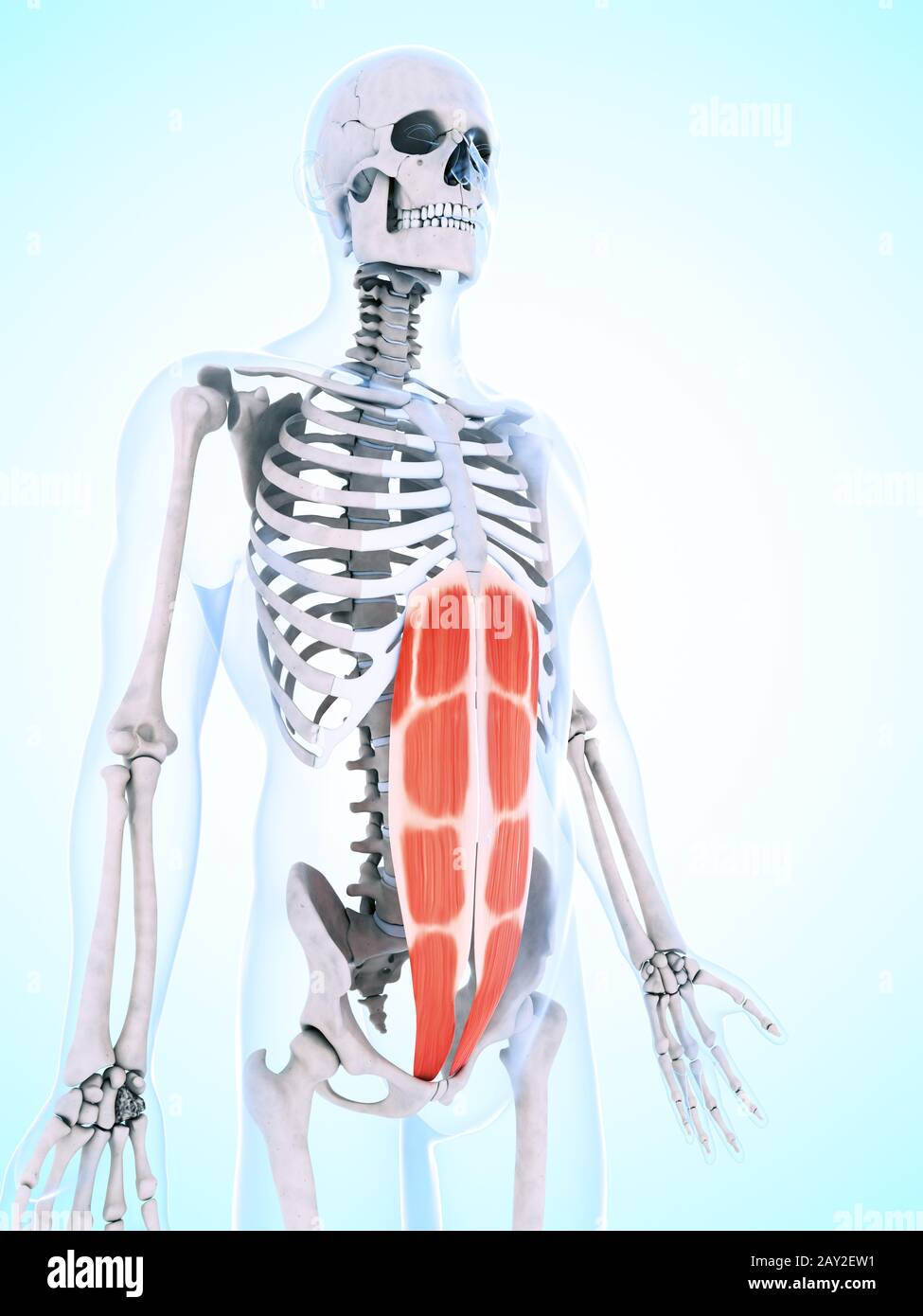3d rendered illustration of the abdominal musculature Stock Photo - Alamy