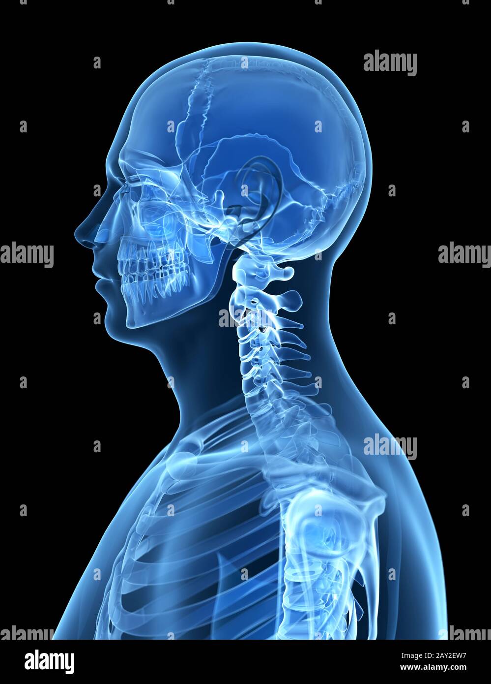 3d rendered illustration of the male skeleton Stock Photo - Alamy