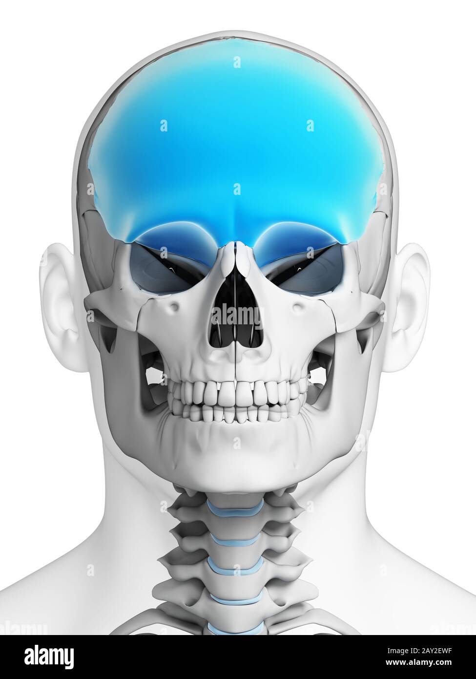 Frontal bone hi-res stock photography and images - Alamy