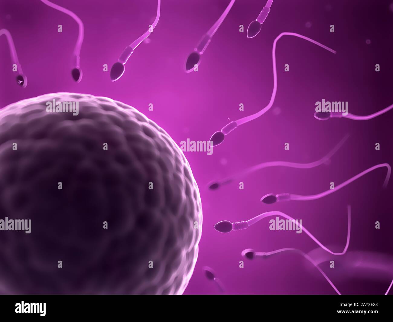 3d rendered illustration of an egg cell and sperm Stock Photo - Alamy