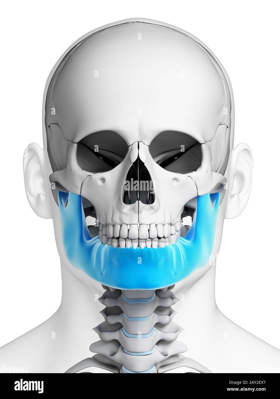3d rendered illustration - jaw bone Stock Photo - Alamy