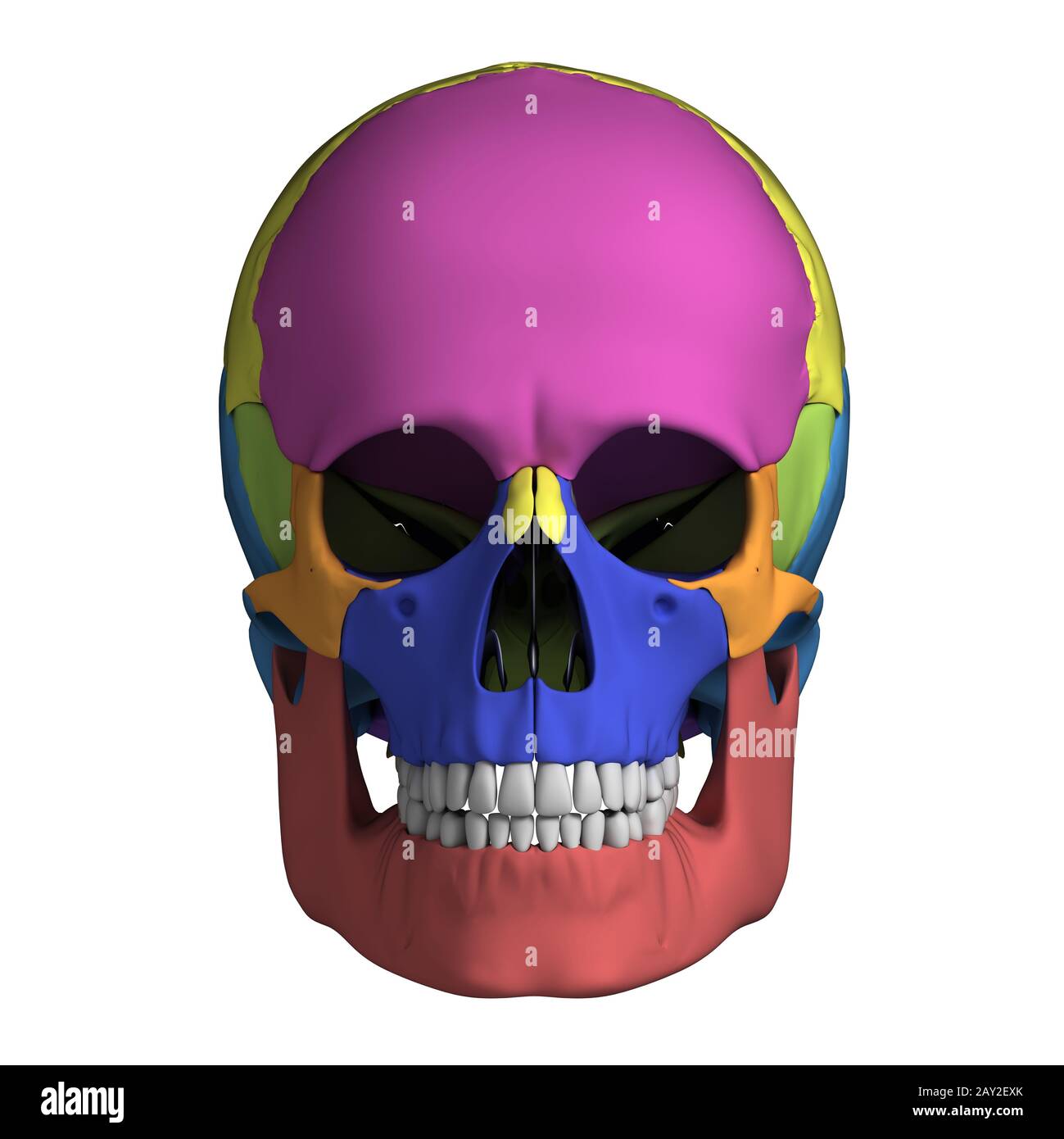 Human skull anatomy hi-res stock photography and images - Alamy