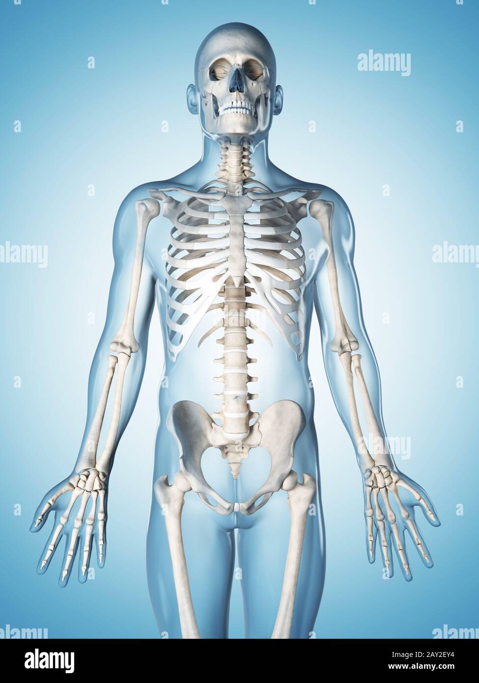 Skeleton medical illustration hi-res stock photography and images - Alamy
