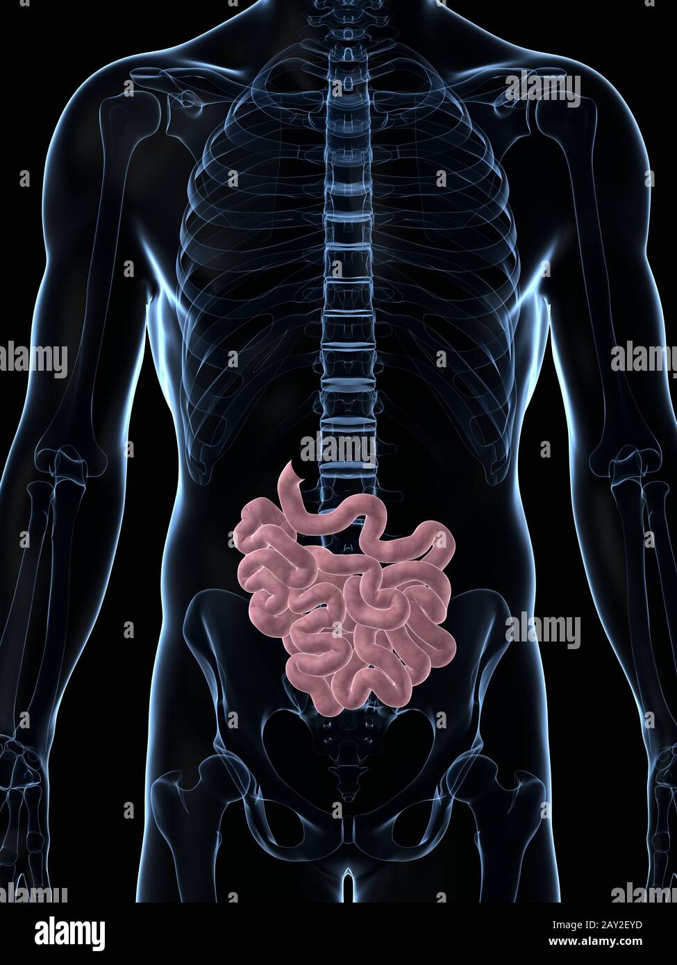 3d rendered illustration of the male small intestine Stock Photo - Alamy