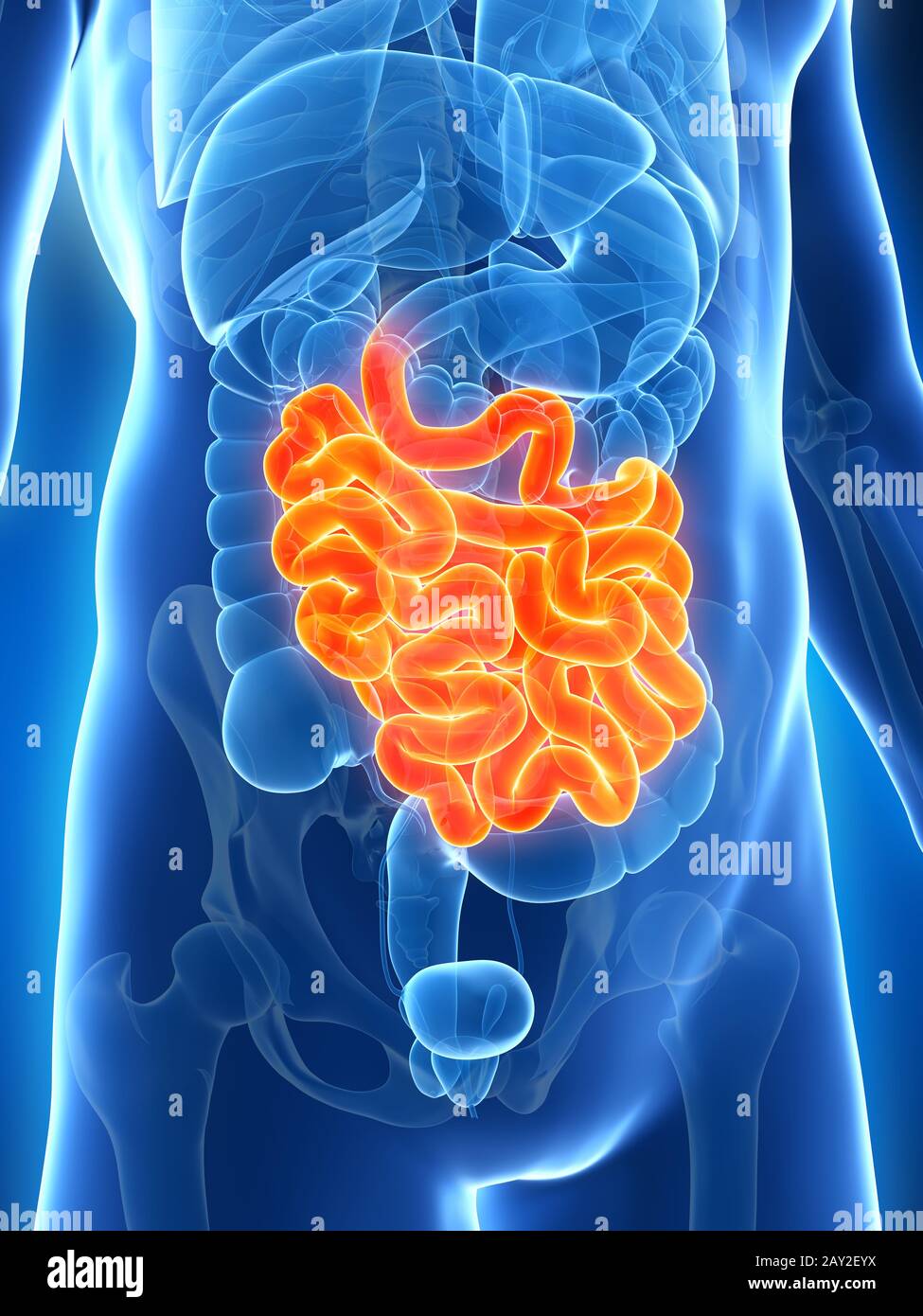 3d rendered illustration of the male small intestine Stock Photo - Alamy