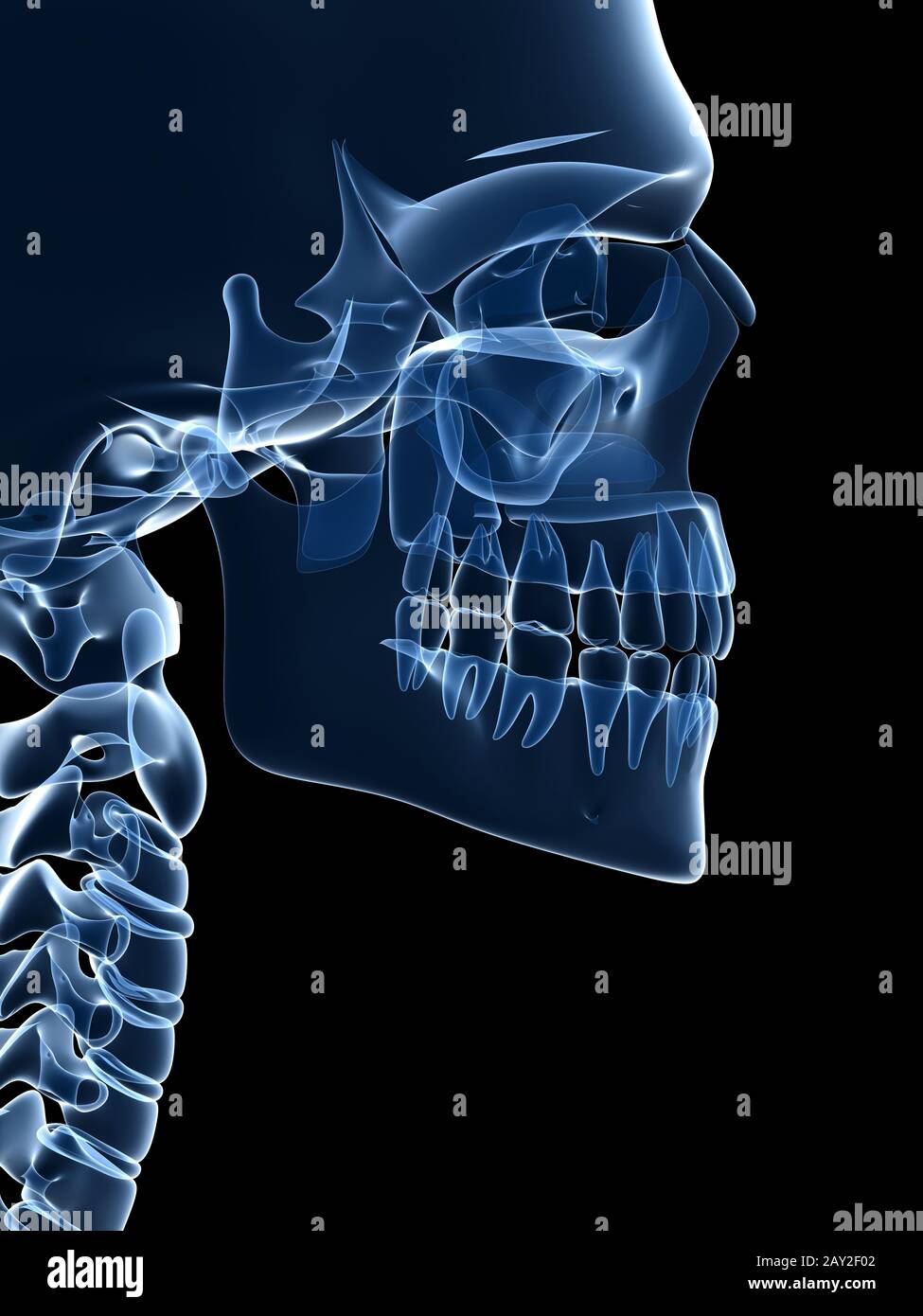 3d rendered illustration of the skull Stock Photo - Alamy
