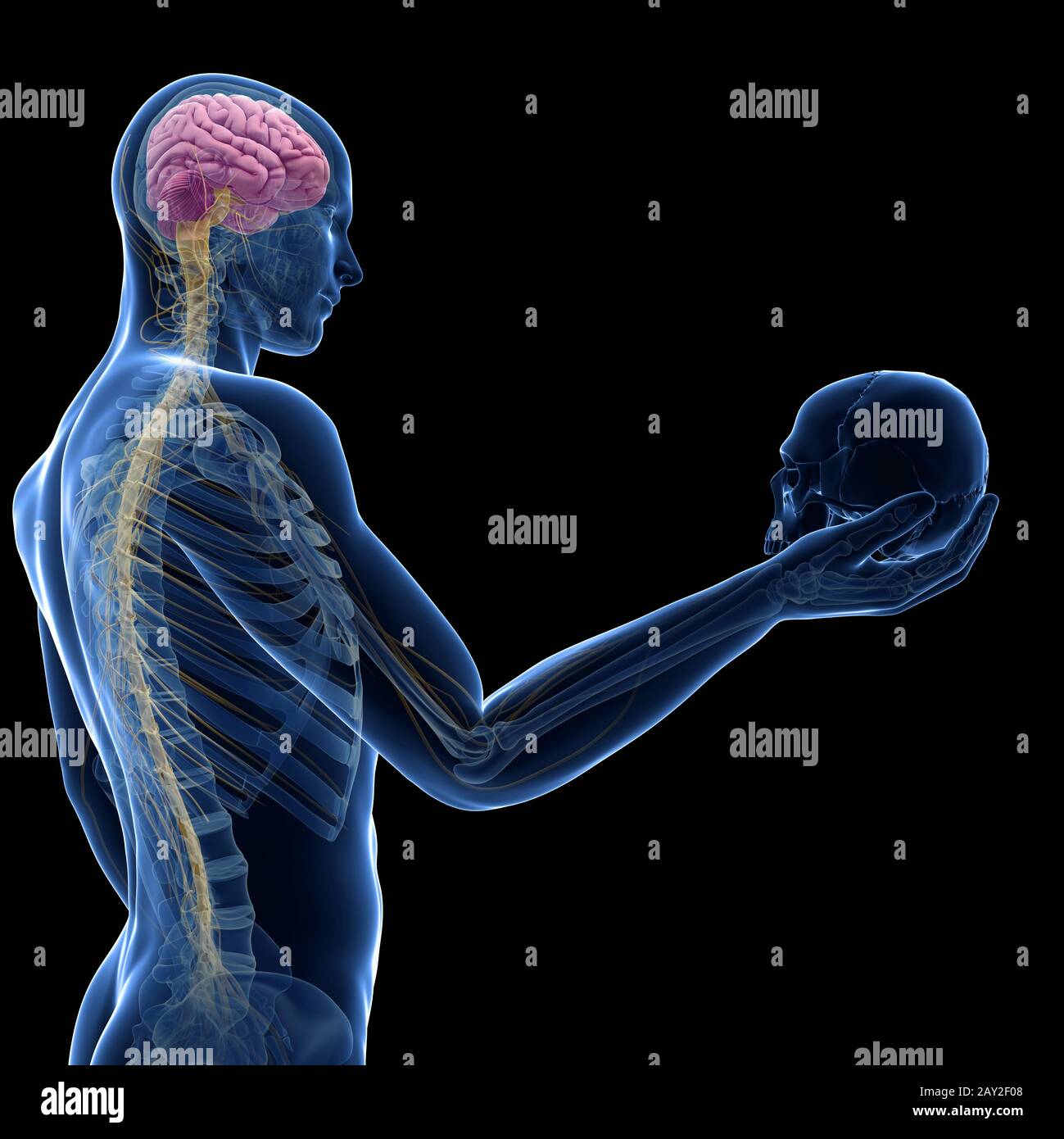 guy holding skull - visible brain and nerves Stock Photo - Alamy