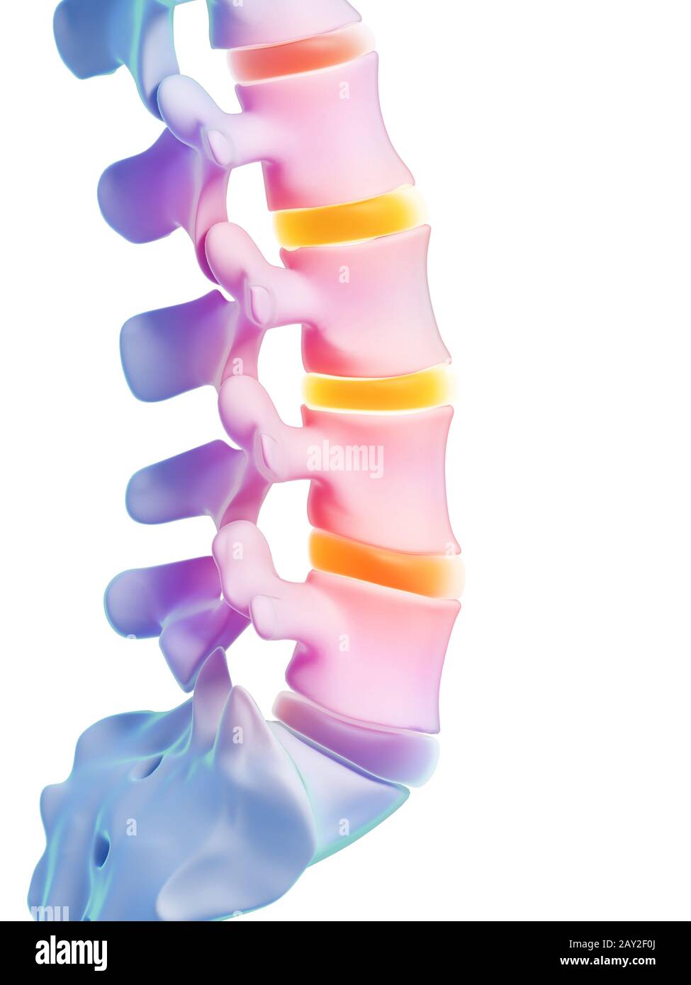 3d rendered illustration - human spine Stock Photo - Alamy