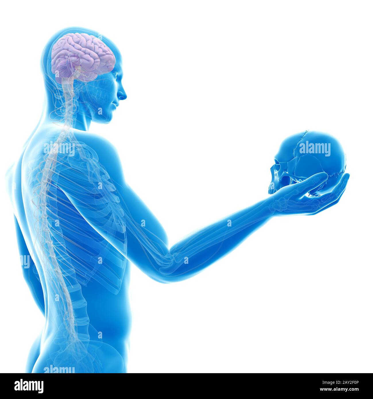 guy holding skull - visible brain and nerves Stock Photo - Alamy
