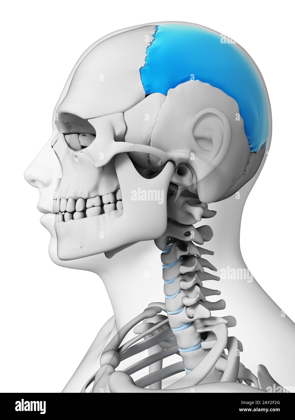 3d rendered illustration - parietal bone Stock Photo - Alamy