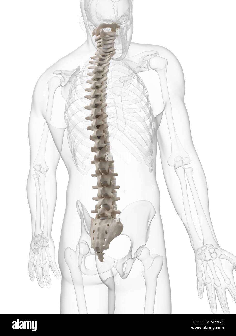3d rendered illustration of the human spine Stock Photo - Alamy