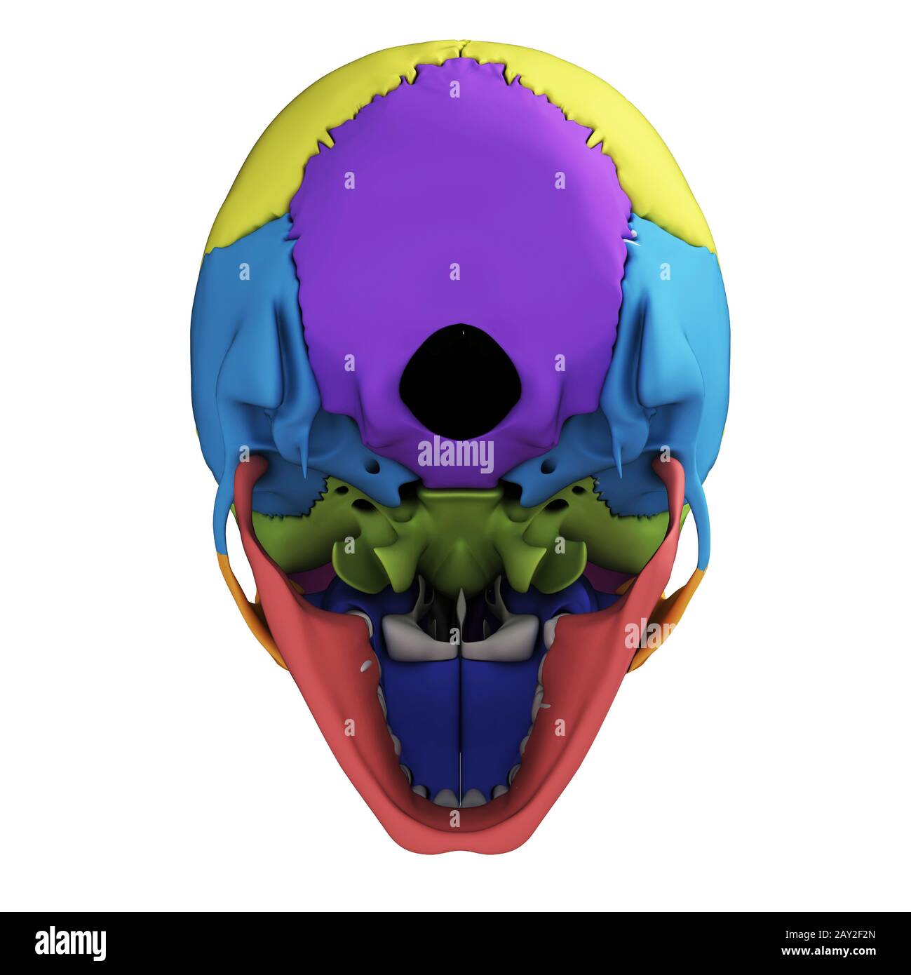 3d rendered illustration - human skull anatomy Stock Photo - Alamy