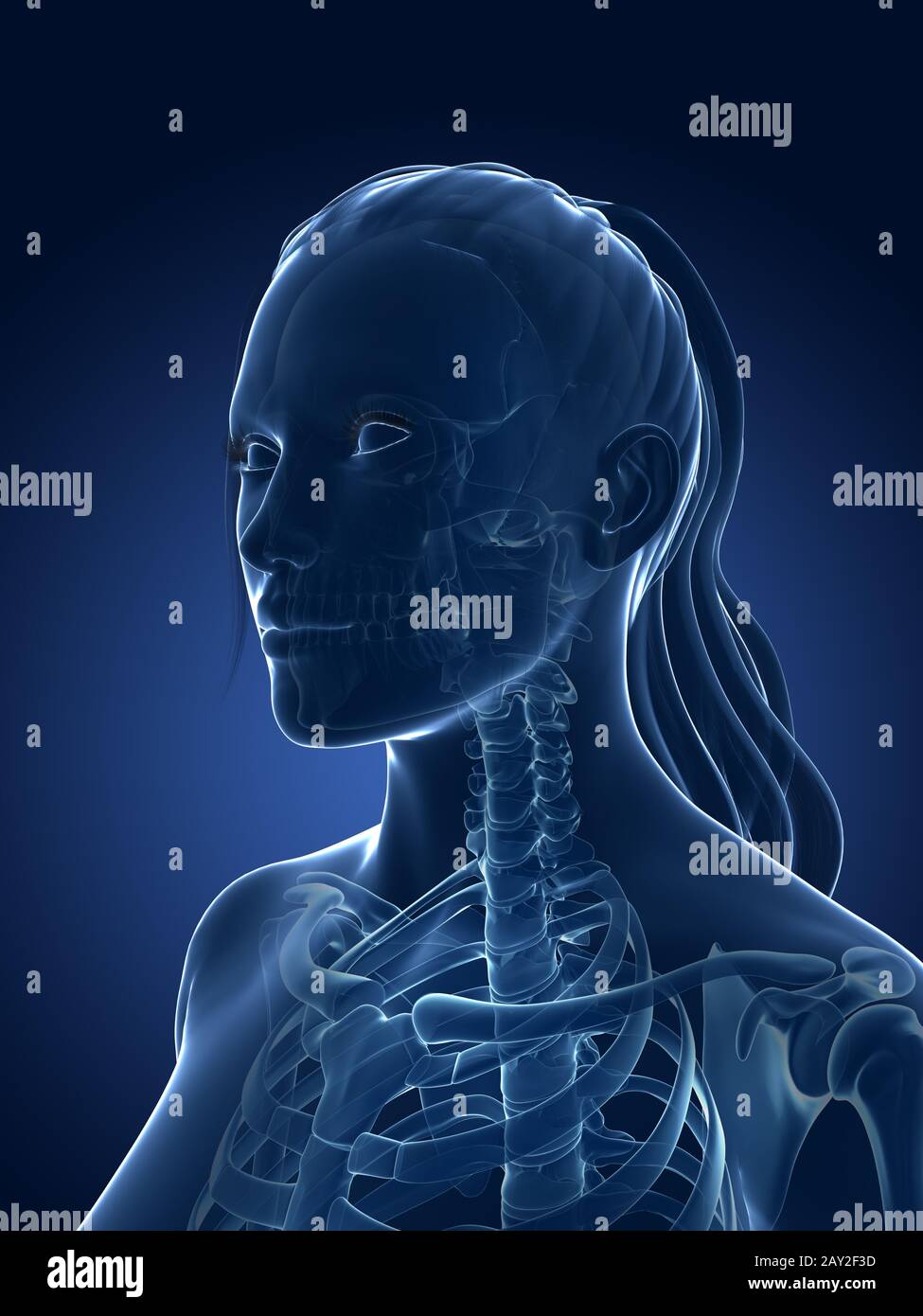 3d rendered medical illustration - female skeleton Stock Photo - Alamy