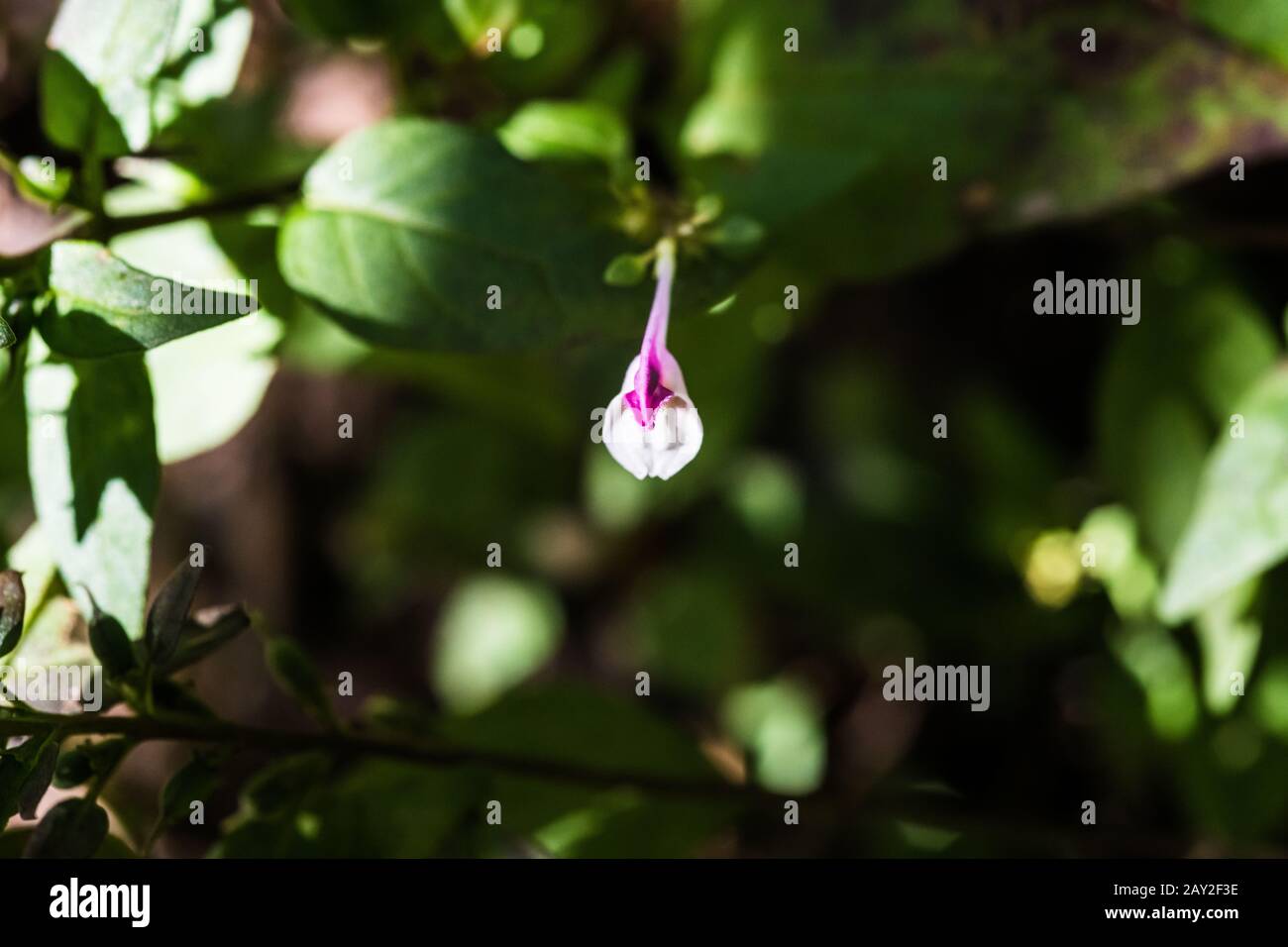 Legume flowers hi-res stock photography and images - Alamy