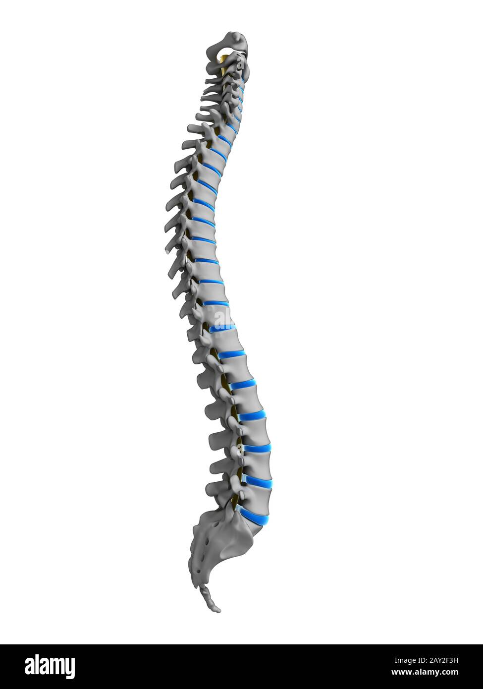 Rear view human spinal column Cut Out Stock Images & Pictures - Alamy