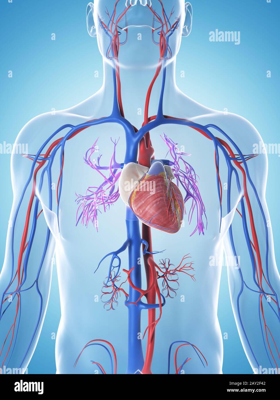 3d rendered illustration of the male vascular system Stock Photo - Alamy